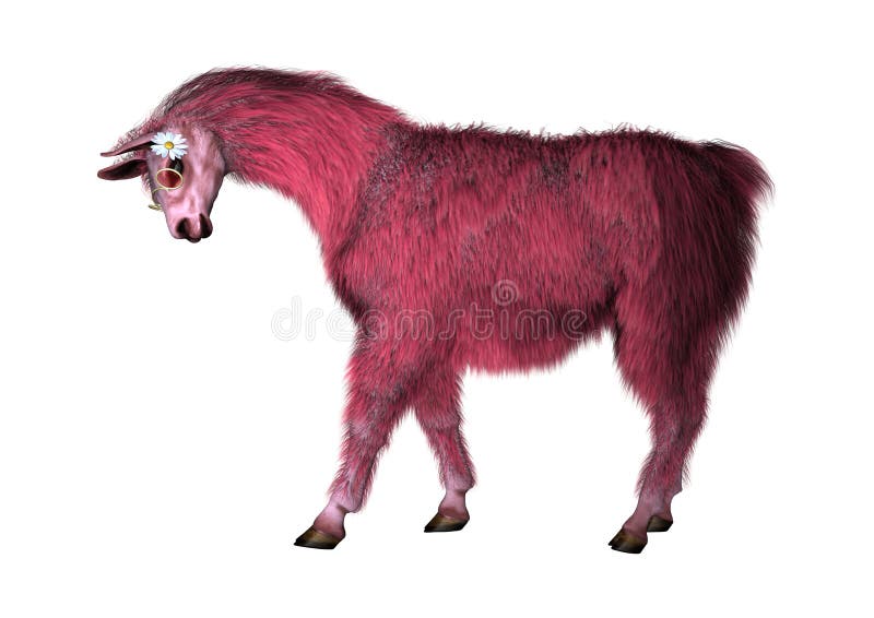 Lama isolated stock photo. Image of argentina, hair, portrait - 74124260