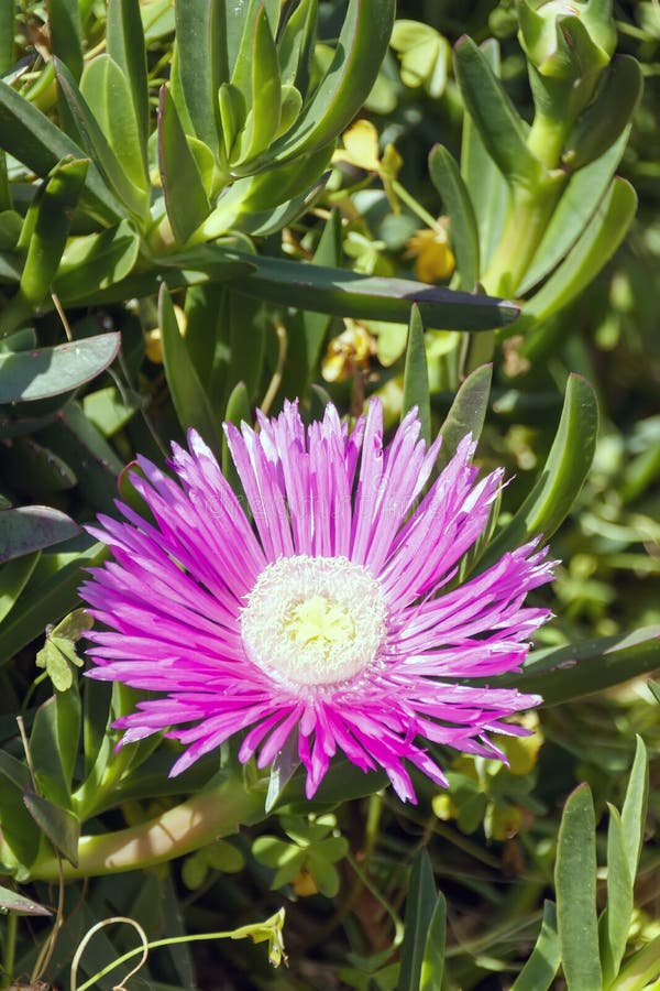 190 Lampranthus Purple Stock Photos - Free & Royalty-Free Stock Photos ...