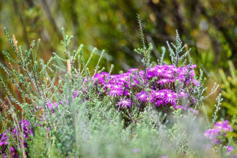 Pink Lampranthus Flowers Growing in the Green Field Stock Photo - Image ...