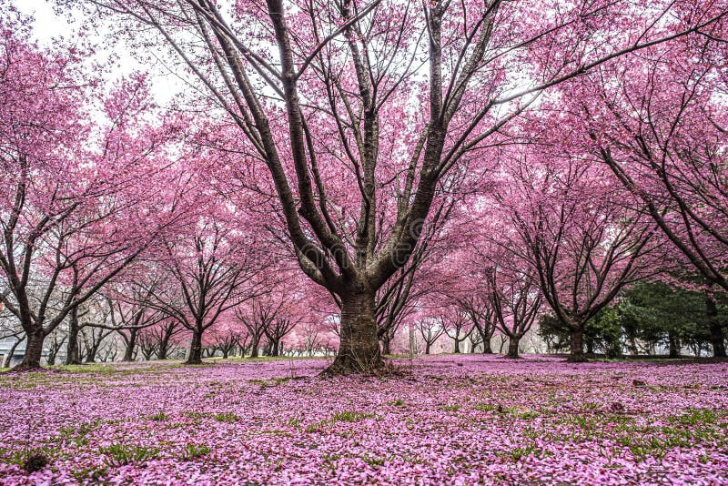 Pink Land during the Spring Stock Image - Image of weather, allergy ...