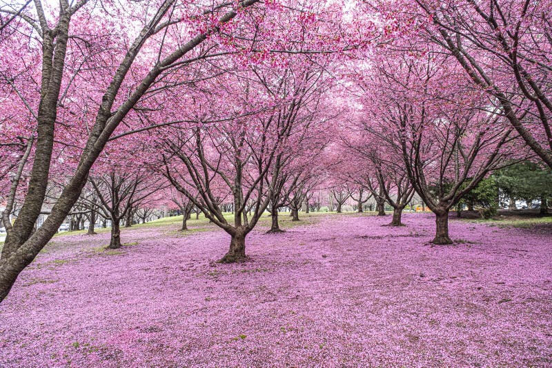 Pink Land during the Spring Stock Photo - Image of season, pollen ...