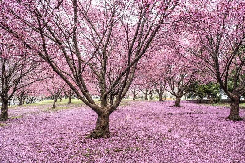 Pink Land during the Spring Stock Image - Image of weather, beauty ...
