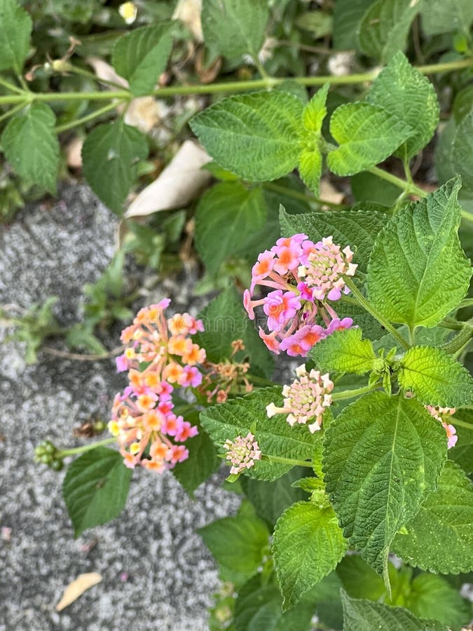 Pink Lantana Camera Flower in the Garden Stock Image - Image of ...