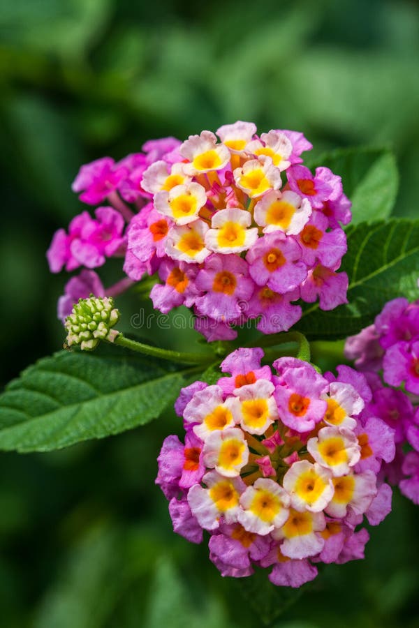 Pink lantana flowers. stock image. Image of aroma, camara - 34913435