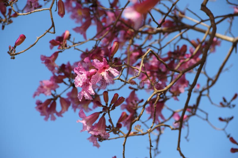 Pink lapacho stock image. Image of flora, late, park - 98334989