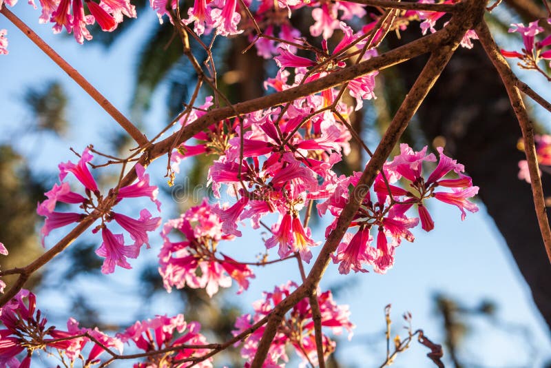 Pink Flovers Lapacho in Park Stock Image - Image of closeup, little ...