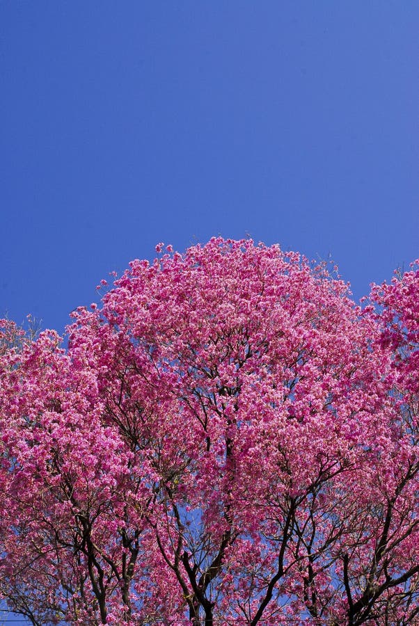 486 Pink Lapacho Tree Stock Photos - Free & Royalty-Free Stock Photos ...