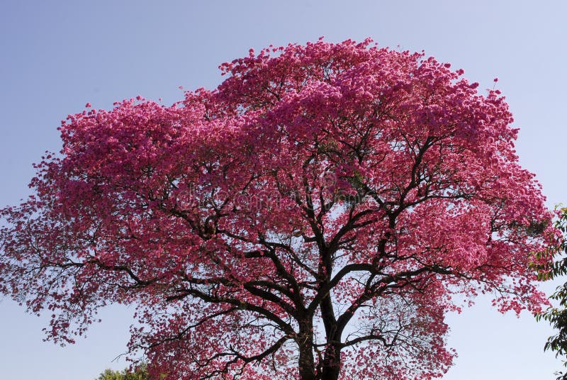 Pink Lapacho tree stock image. Image of bloom, native - 49888363