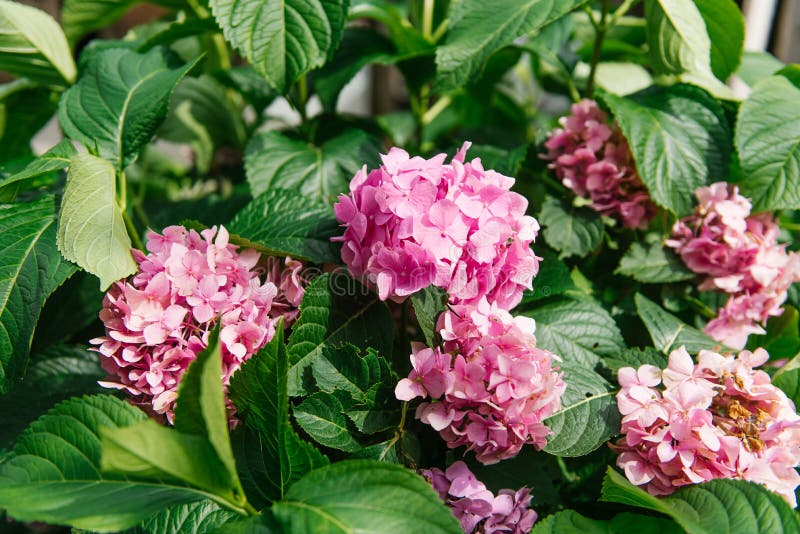Pink Large-leaved Hydrangea in the Garden Stock Photo - Image of garden ...