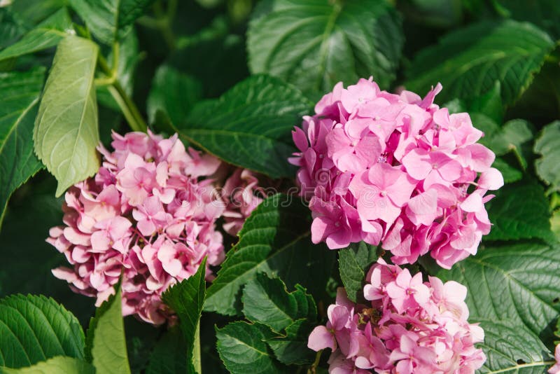 Pink Large-leaved Hydrangea in the Garden Stock Photo - Image of botany ...