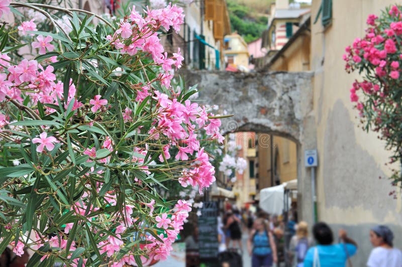 Pink laurel in a strret stock photo. Image of liguria - 86384636