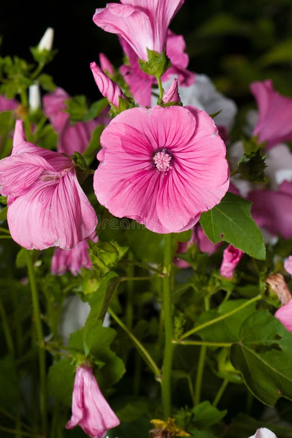 Pink Lavatera Flower in Green Stock Photo - Image of blossom, botany ...