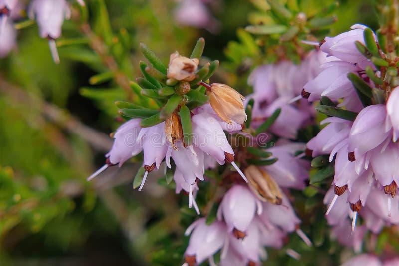 Pink Lavender Bell Flowerets of Heather Stock Image - Image of bell ...