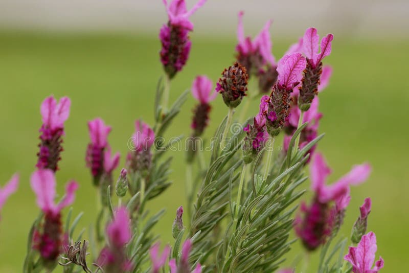 Pink Lavender stock image. Image of focus, closeup, beauty - 33057111