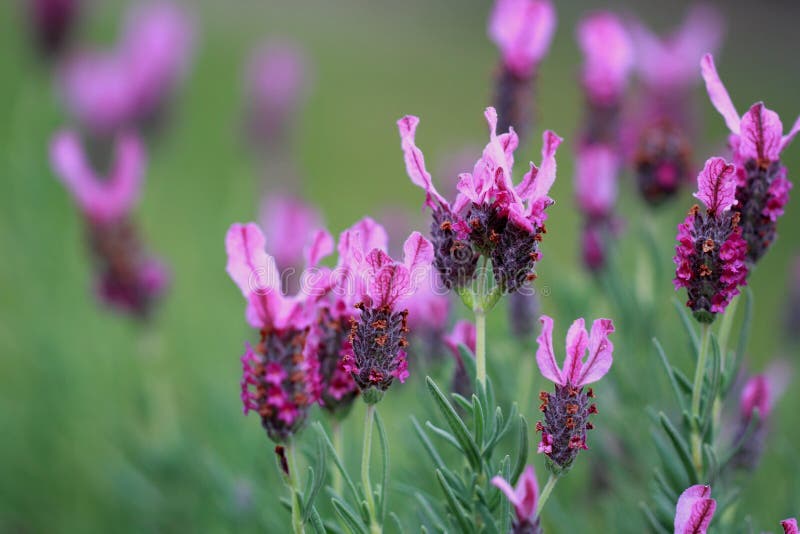 Pink Lavender stock photo. Image of bubbles, health, blossom - 33126424