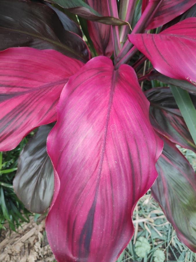 Pink leaf flower stock photo. Image of shrub, produce - 212389340