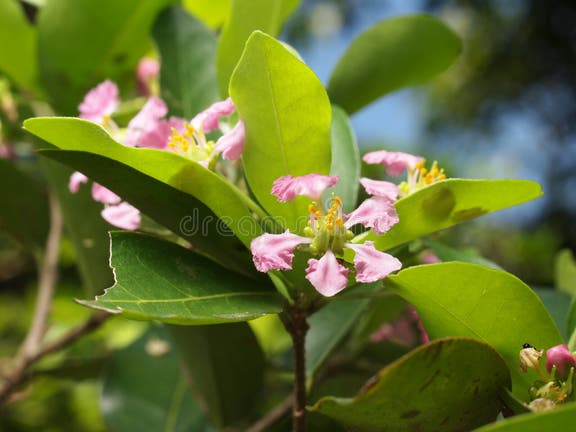 Pink leaf flower stock photo. Image of pink, petal, flora - 40691372