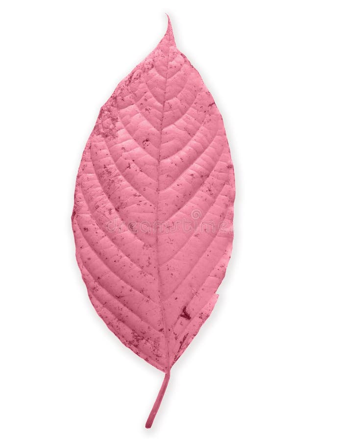Pink Leaf with Texture Isolated on White Stock Image - Image of plant ...