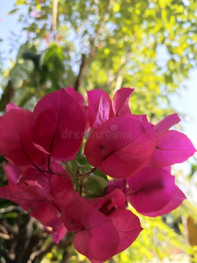 Pink Leaf Plant Beauty Exponential Stock Photo - Image of pink, plant ...