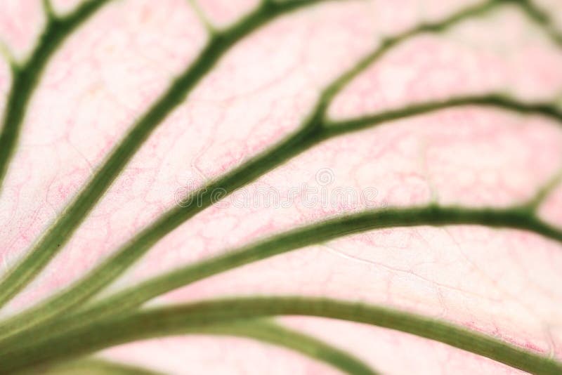 Pink Leaf Texture Background Stock Photo - Image of purple, background ...