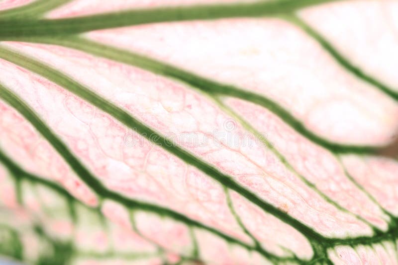 Pink Leaf Texture Background Stock Image - Image of floral, closeup ...
