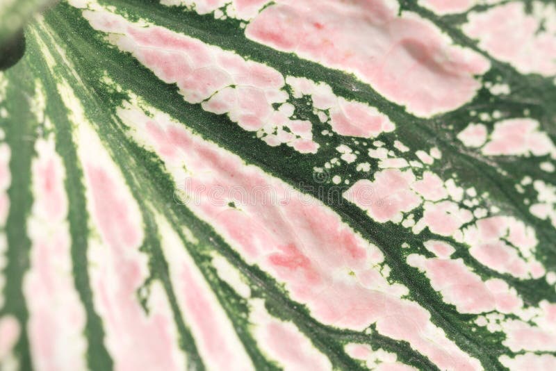 Pink Leaf Texture Background Stock Photo - Image of design, beauty ...