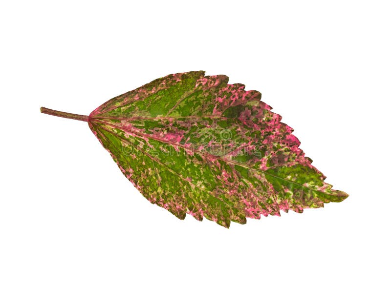 Pink Leaf Texture stock photo. Image of nature, macro - 62175628