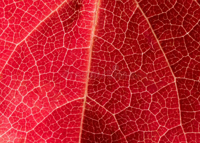 Pink leaf texture stock photo. Image of backdrop, flora - 132009720