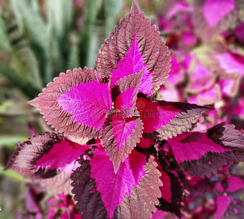 Pink leaf stock photo. Image of leaf, produce, flower - 218263800