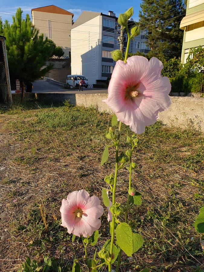 Pink Leafy Flower. Shadows Formed by the Sun in the Flower Stock Image ...