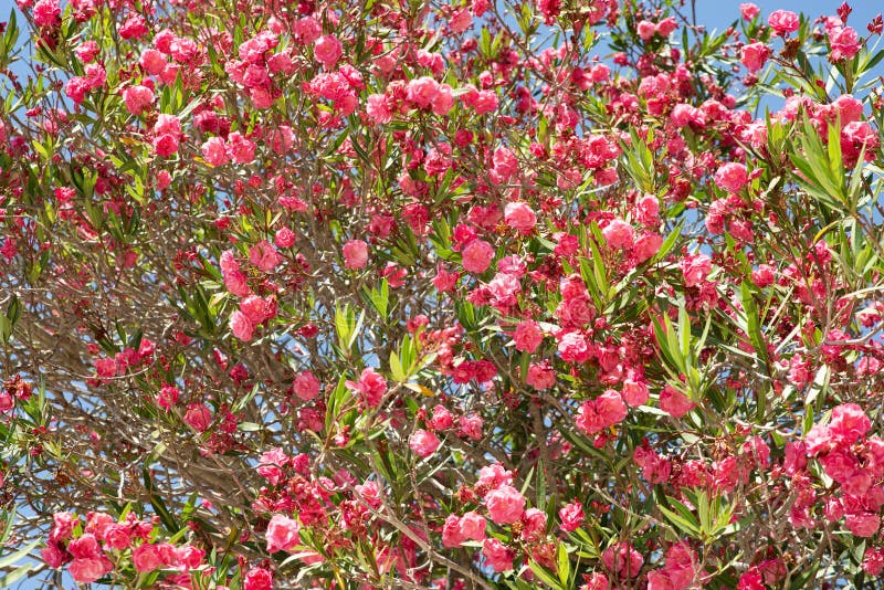 Pink Leander Flower in Summer Time Stock Photo - Image of flowers ...