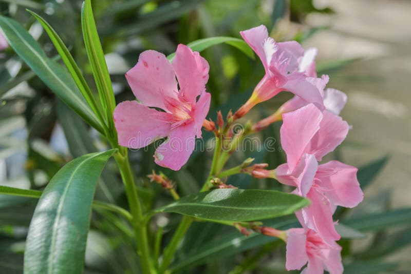 Pink Leander Flowers with Green Leaves Stock Image - Image of daisy ...