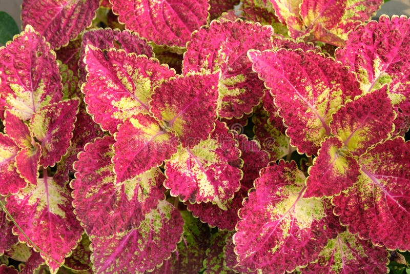 Pink leave close up stock photo. Image of close, macro - 194381886