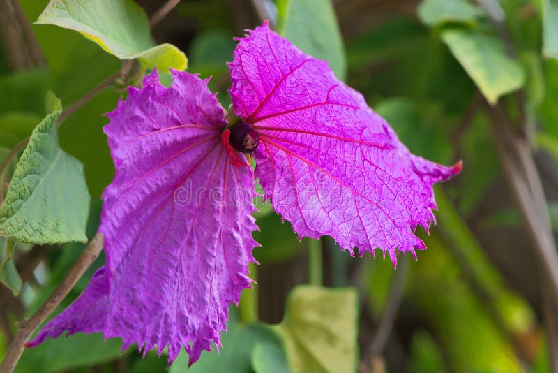 Pink Leave Flower on a Branch Stock Image - Image of texture, color ...