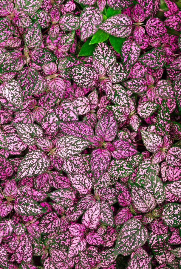 Pink leaves stock image. Image of ornament, color, decoration - 21638487