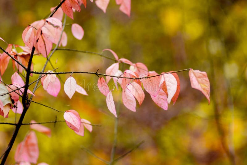Pink Leaves on a Branch of a Tree with a Blurred Background in the Fall ...