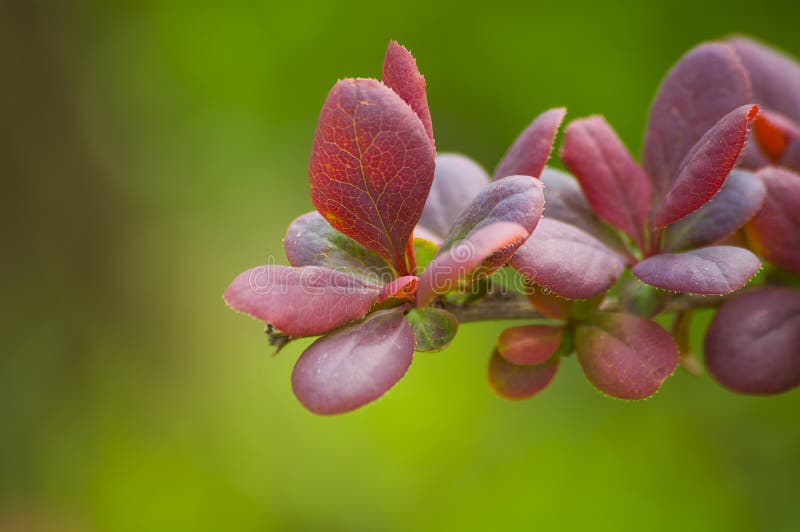 Pink leaves stock image. Image of flora, bushes, plants - 91383475