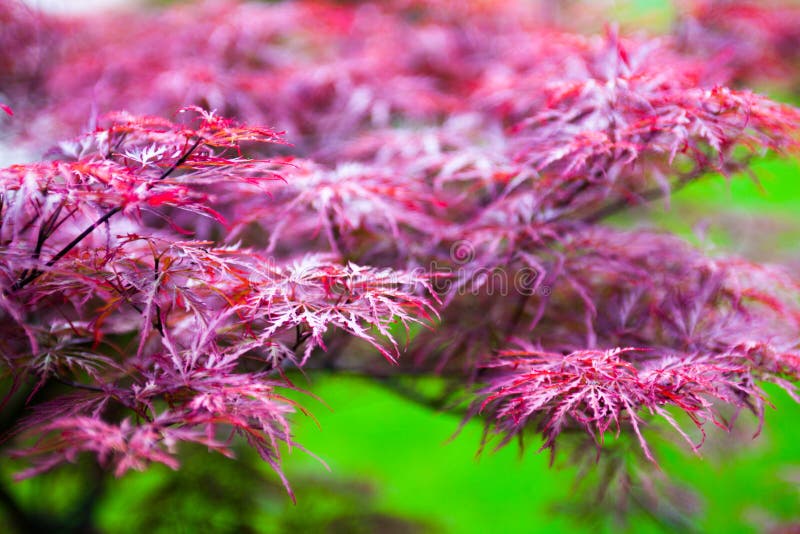Pink Leaves of the Japanese Maple (Acer Palmatum) Stock Photo - Image ...
