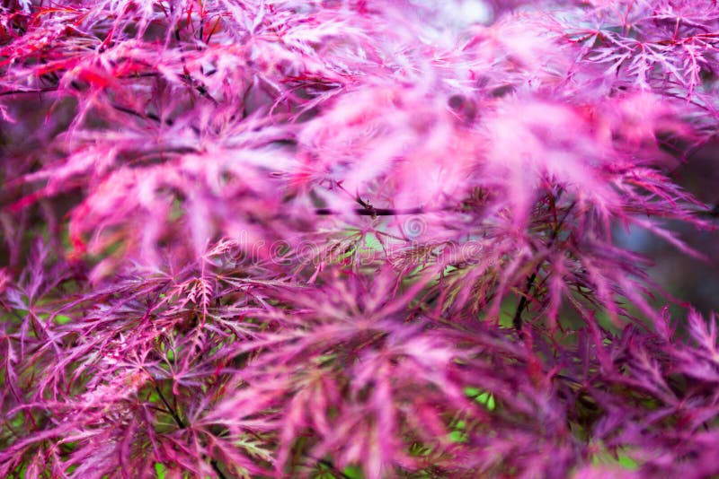 Pink Leaves of the Japanese Maple Acer Palmatum Stock Image - Image of ...