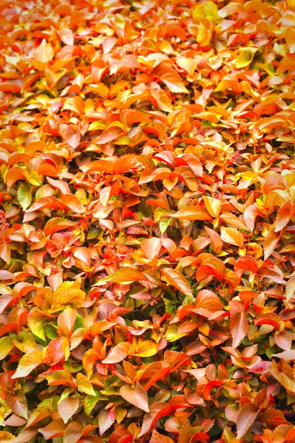 Pink Leaves - in the Natural. Stock Image - Image of poinsettia, leaves ...