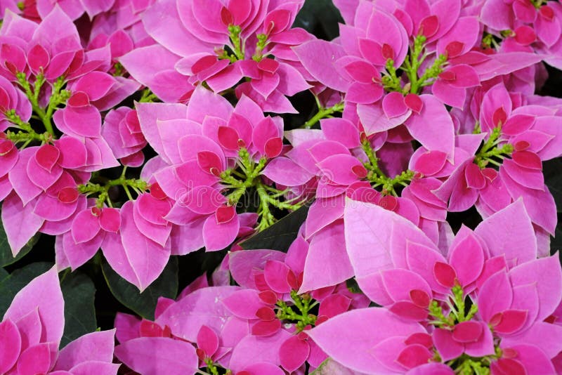 Pink Leaves Texture Background, Colorful Leaves, Nature Concept ...