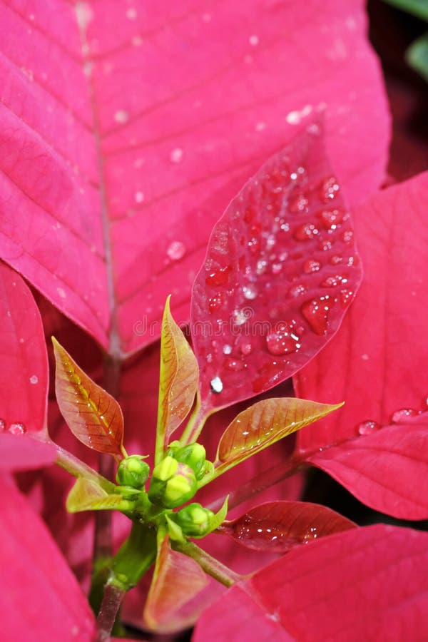 Pink Leaves Texture Background, Colorful Leaves, Nature Concept ...