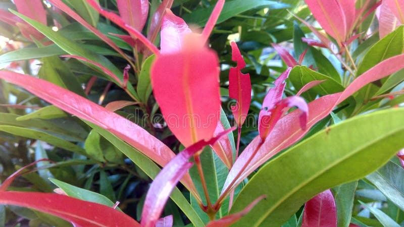 Pink Leaves in a Trees stock photo. Image of leaves - 192691920