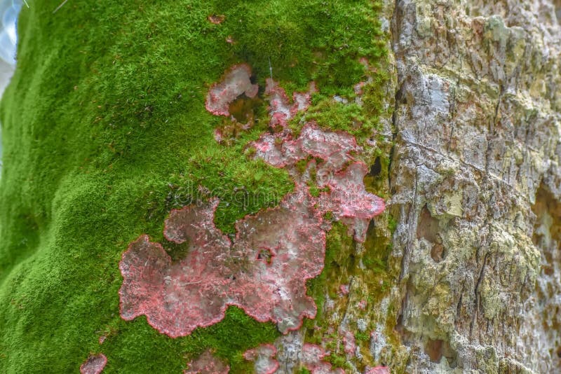 Pink Lichen Growing on a Tree Trunk Stock Photo - Image of grey, baton ...
