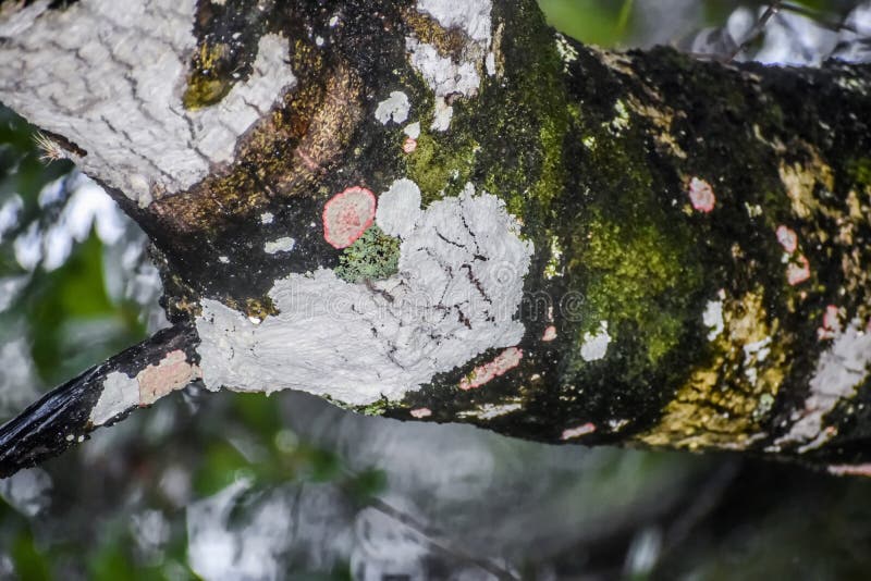 Pink Lichen and White Lichen on a Tree Stock Image - Image of pink ...