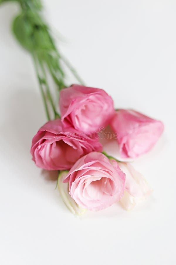 Pink and Light Pink Eustoma Flower Bouquet Stock Photo - Image of light ...
