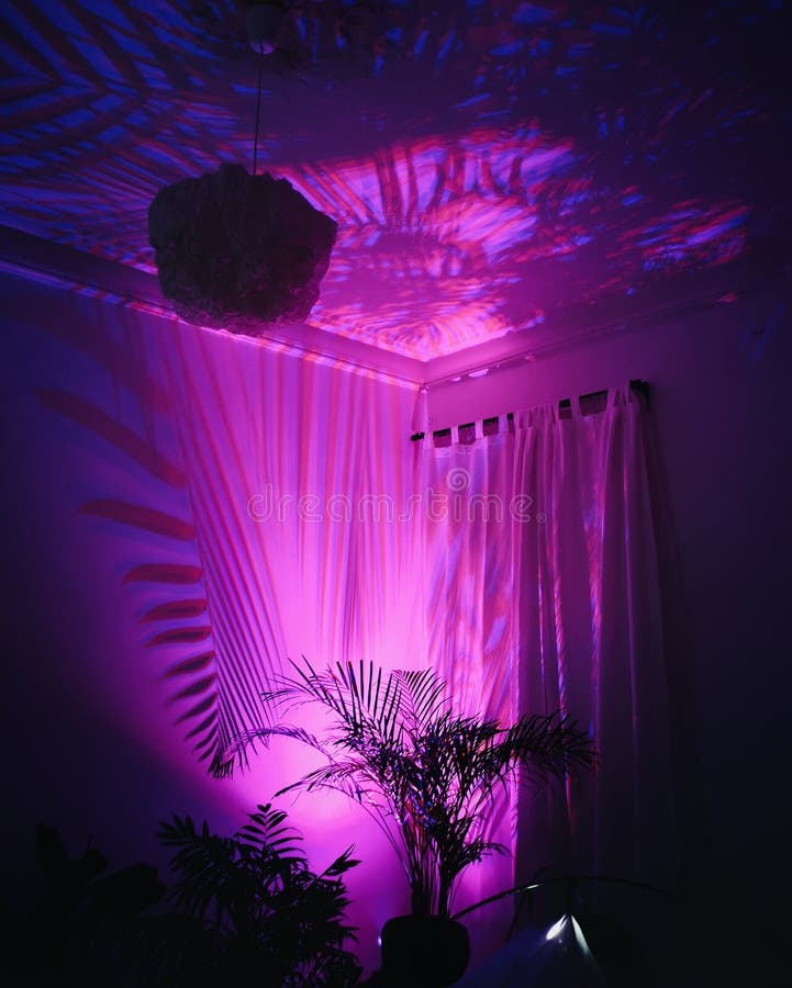 Pink light stock photo. Image of palm, tree, light, room - 138247650