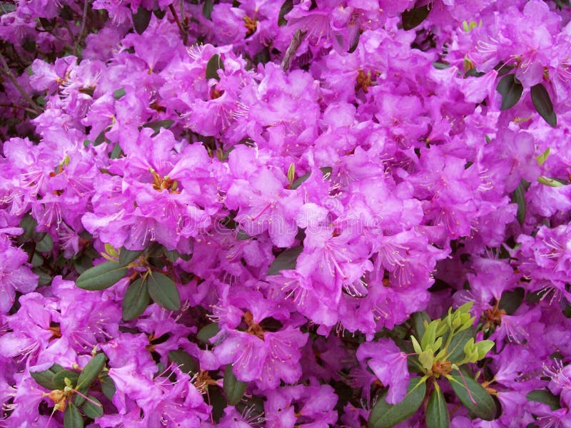 Pink liilac stock photo. Image of beautiful, nature - 137319154