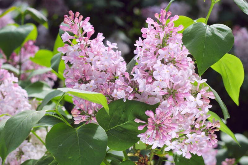 Pink Lilac stock image. Image of color, beauty, nature - 33704839