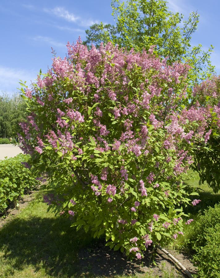 Pink Lilac stock image. Image of color, beauty, nature - 33704839